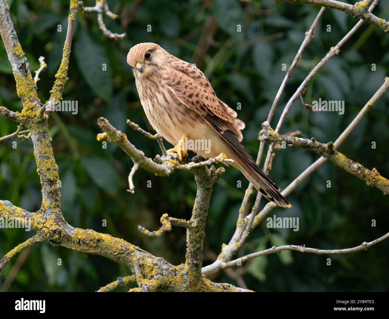 Beautiful kestrel in a tree on Clifton down in Bristol UK Stock Photo ...