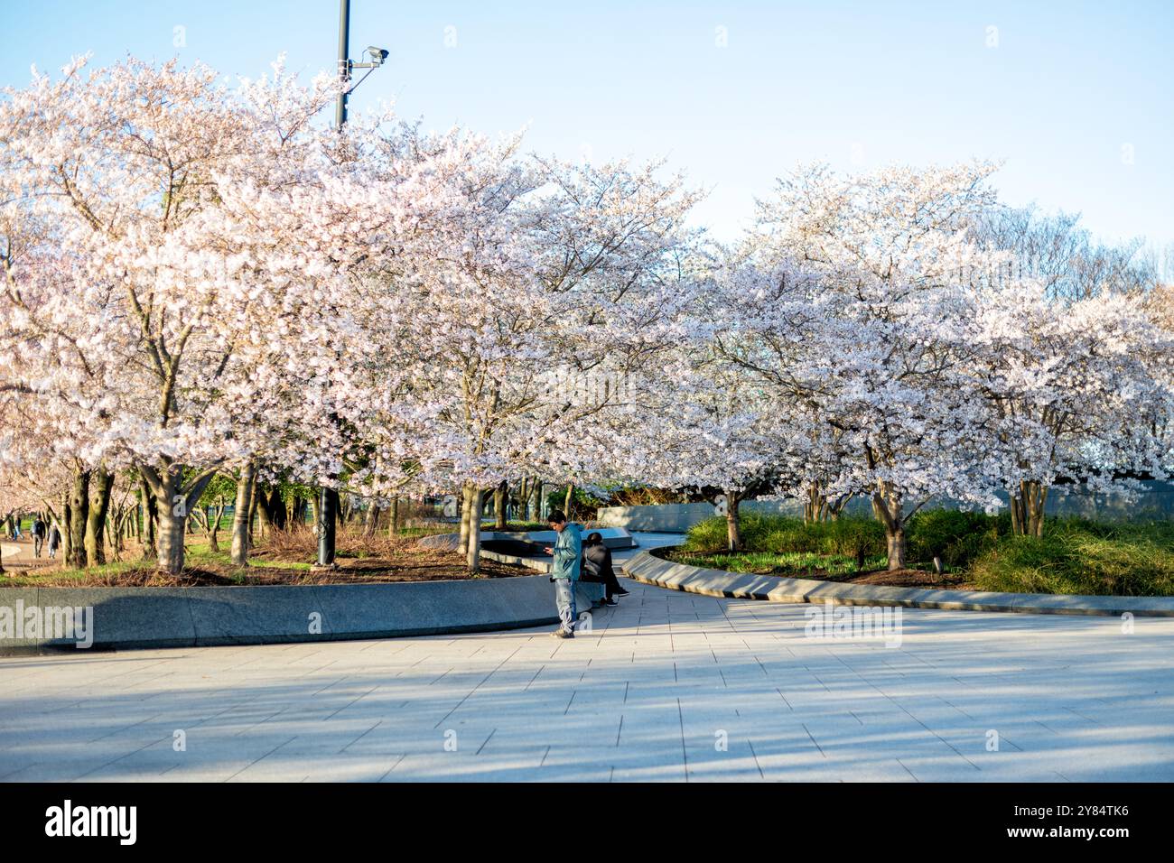 WASHINGTON DC, United States — Visitors stroll beneath a canopy of ...