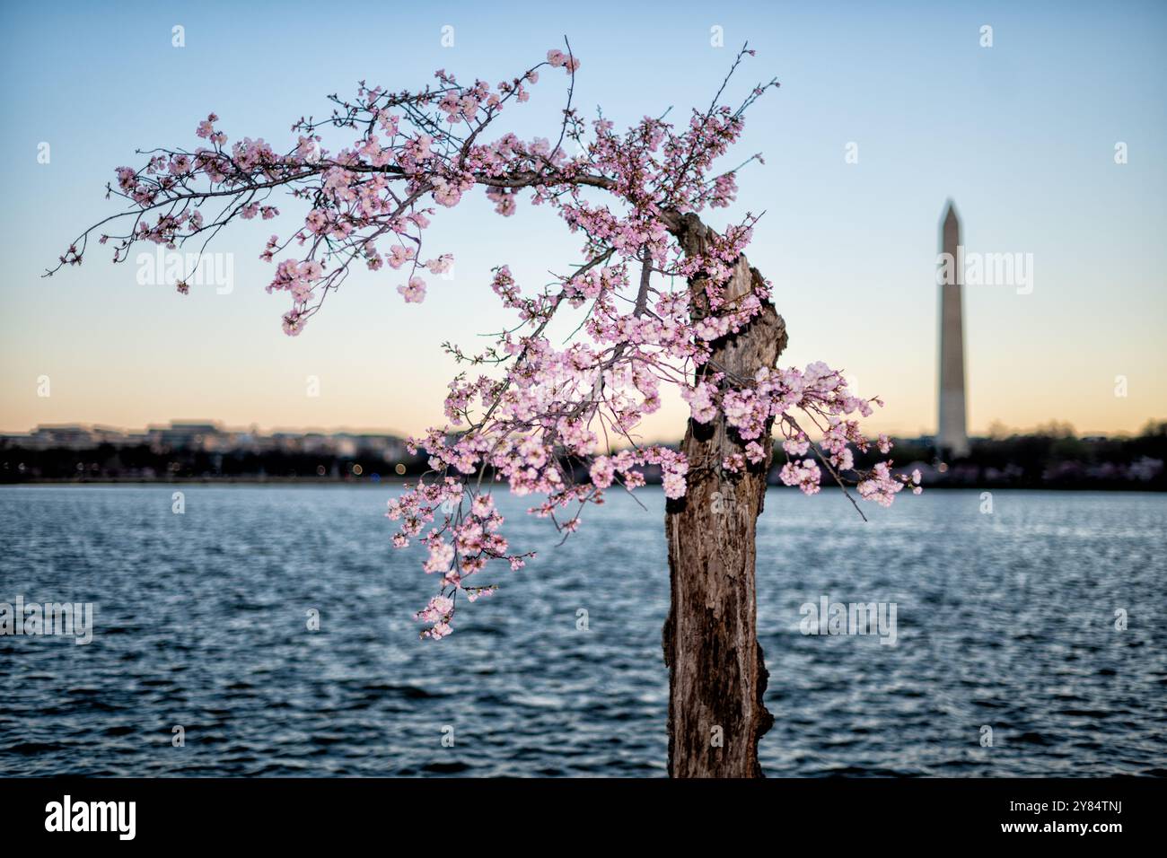 WASHINGTON DC — The gnarled Yoshino cherry tree known as "Stumpy ...