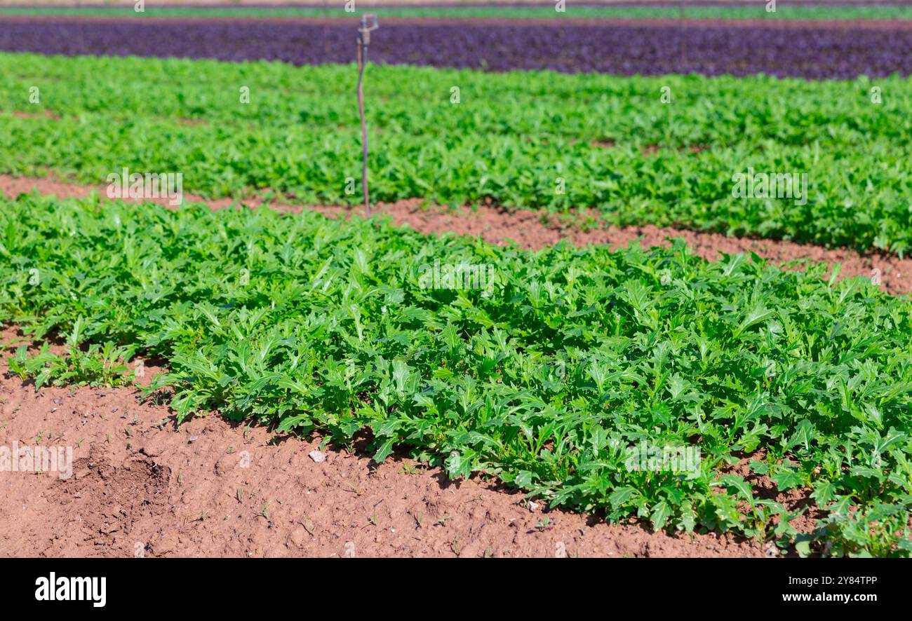 Rows of harvest of arugula on farm field Stock Photo - Alamy