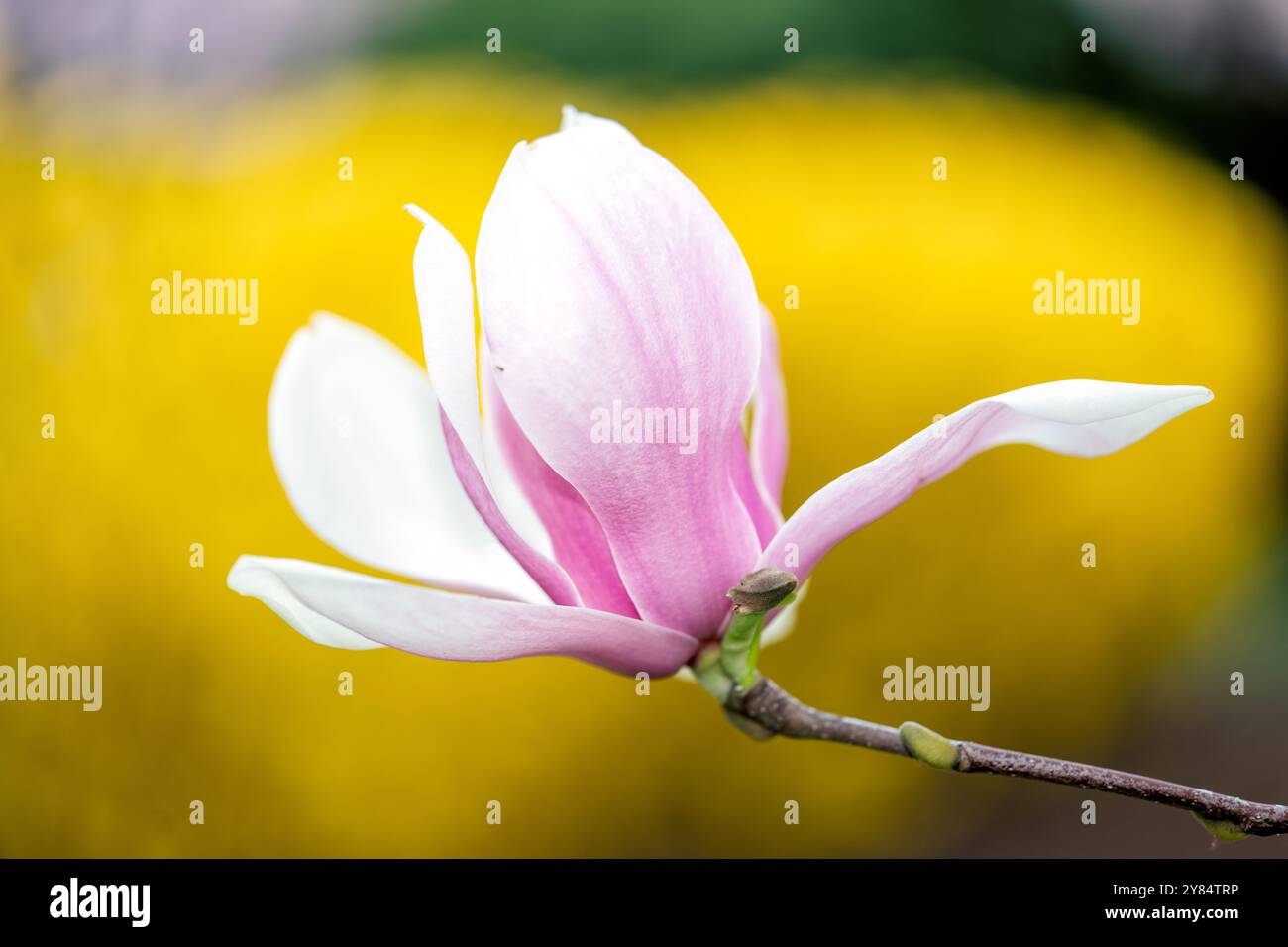 WASHINGTON DC — Saucer magnolias bloom in early spring at the George ...