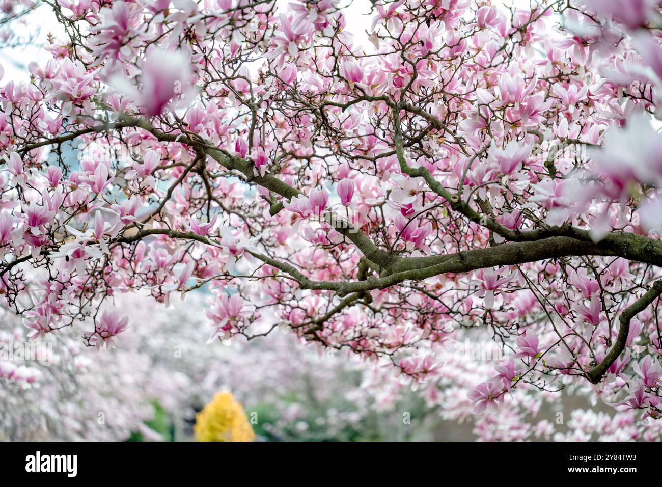 WASHINGTON DC, United States — Saucer magnolias burst into bloom in the ...