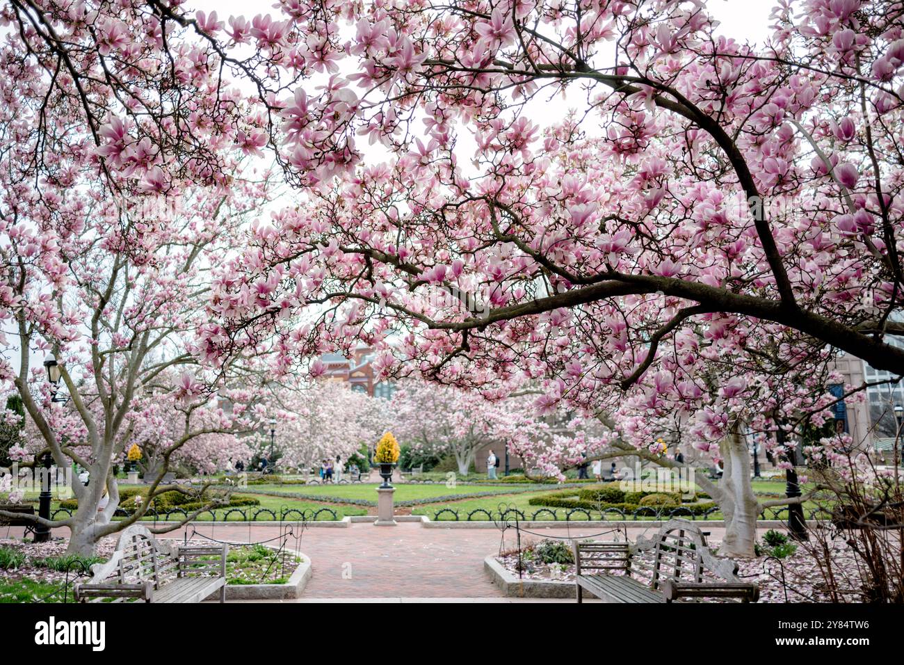 First spring blooms in hi-res stock photography and images - Alamy