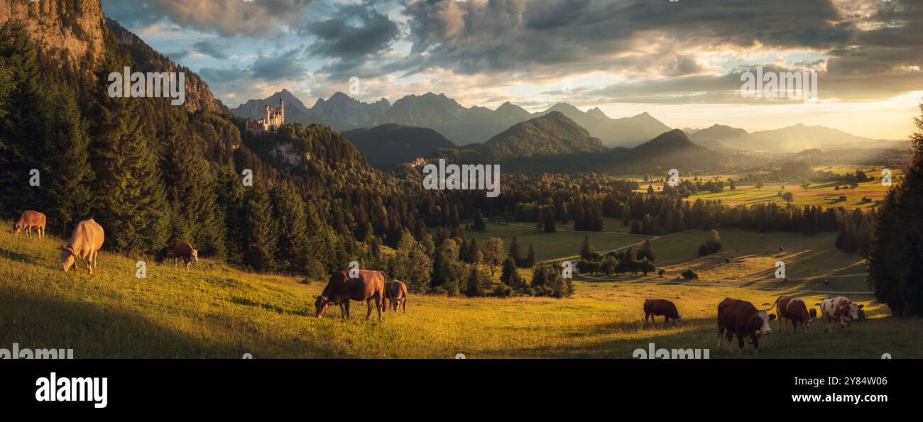 Perfect panoramic rural idyll in Germany with grazing cows on a meadow ...