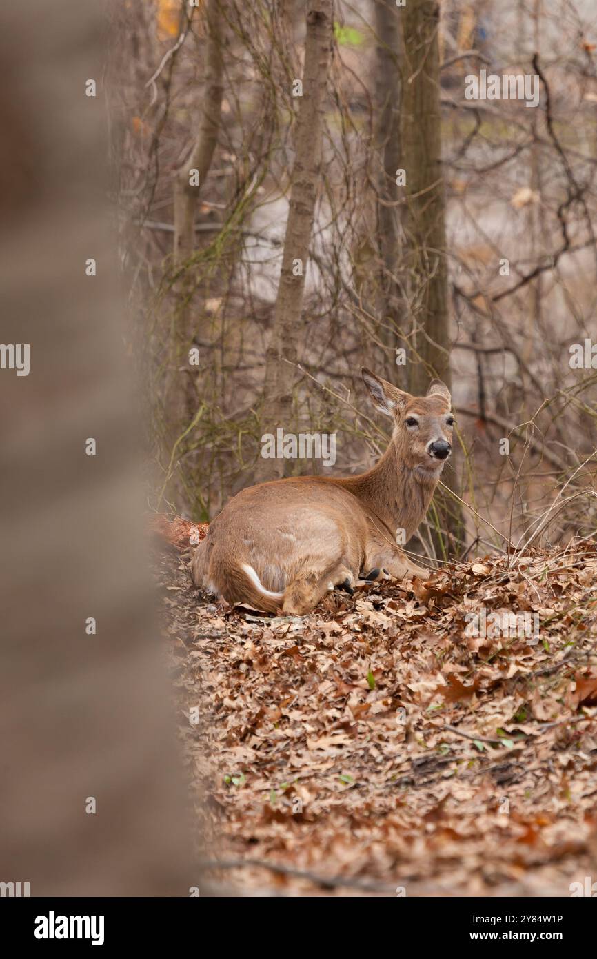 A white-tailed deer lies in the woods on a spring day Stock Photo - Alamy