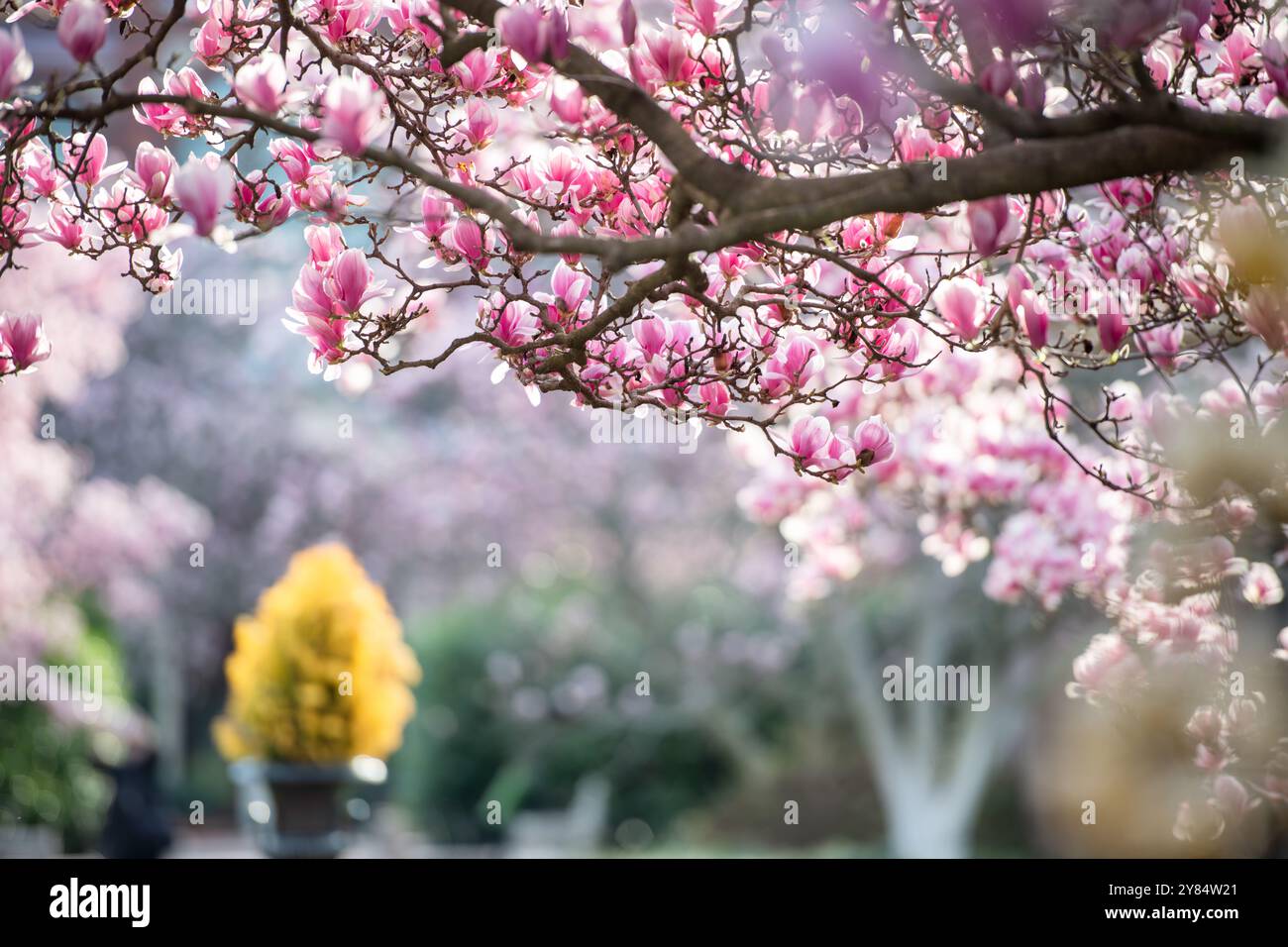 WASHINGTON DC, United States — Saucer magnolias in full bloom in the ...