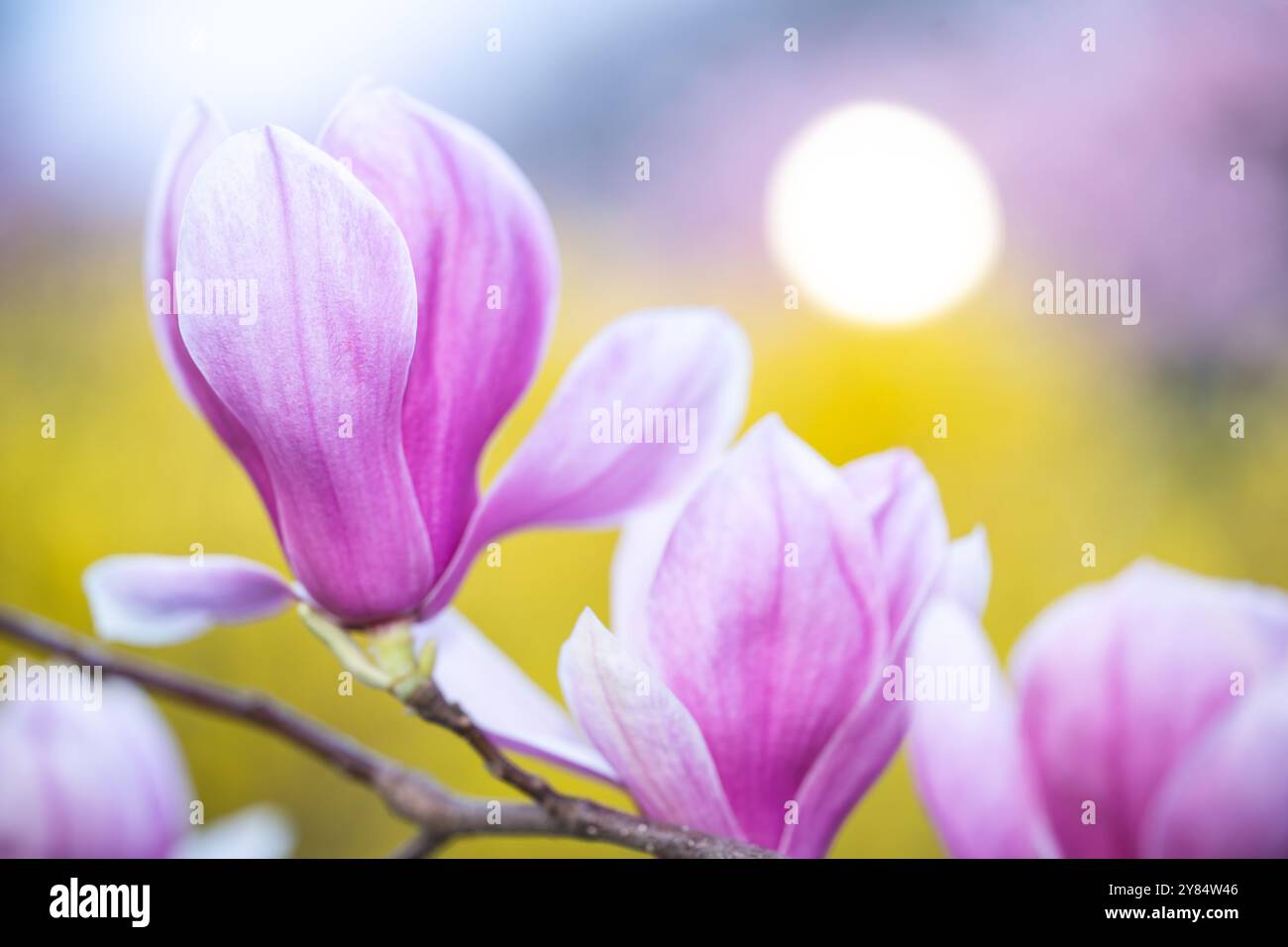 WASHINGTON DC — Saucer magnolias bloom in early spring at the George ...
