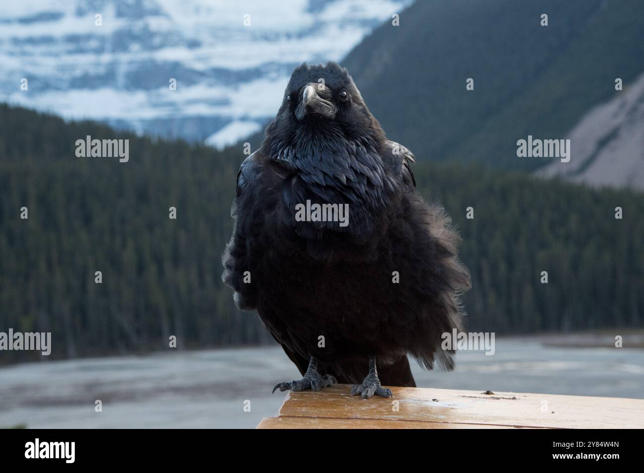 Common Raven sitting aside Icefields Parkway in the Canadian Rocky ...