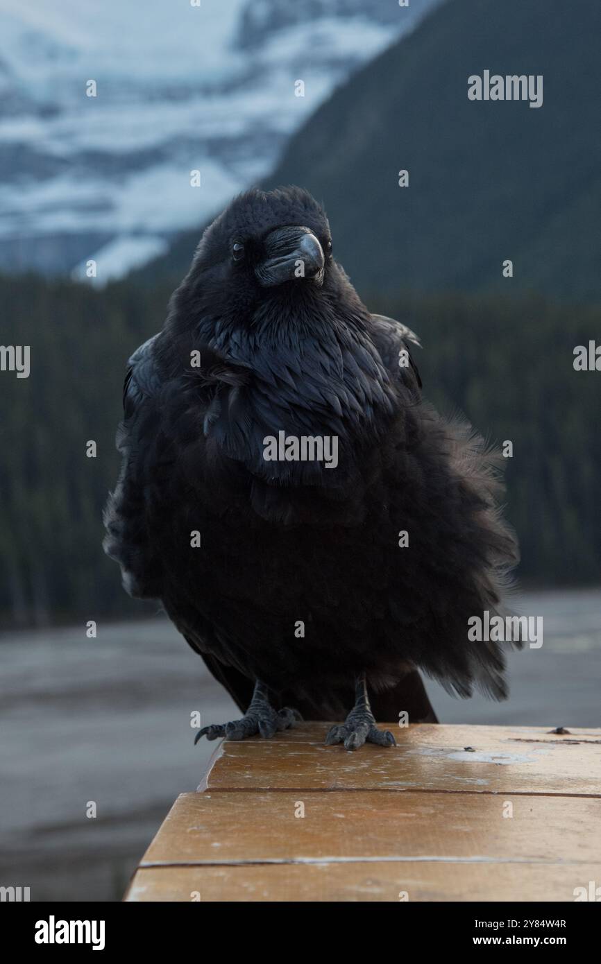 Common Raven sitting aside Icefields Parkway in the Canadian Rocky ...