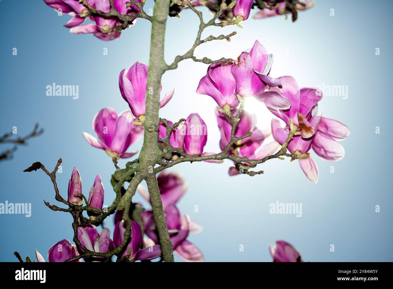 WASHINGTON DC, United States — Saucer magnolias burst into bloom in the ...