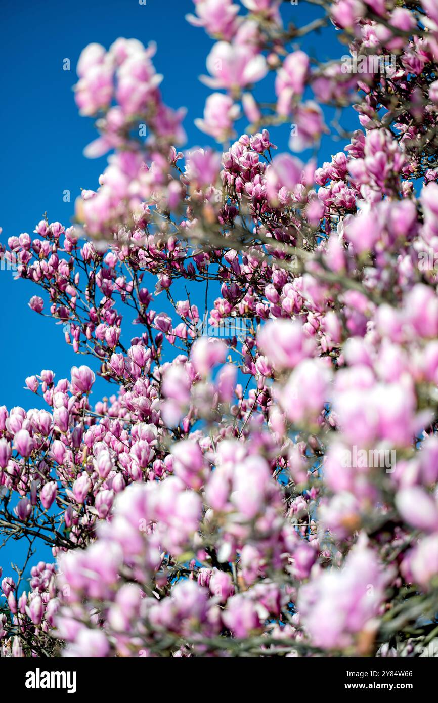 WASHINGTON DC, United States — Saucer magnolias in full bloom in the ...