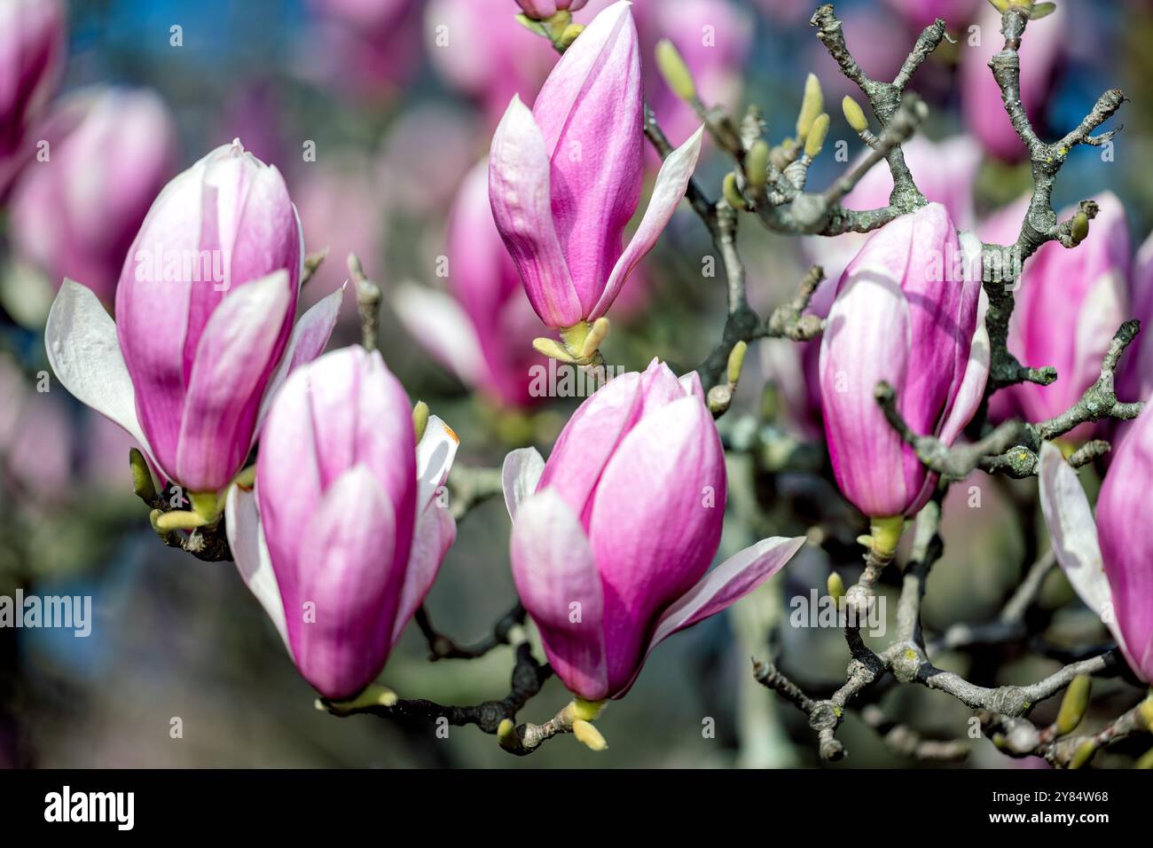 WASHINGTON DC, United States — Saucer magnolias burst into bloom in the ...