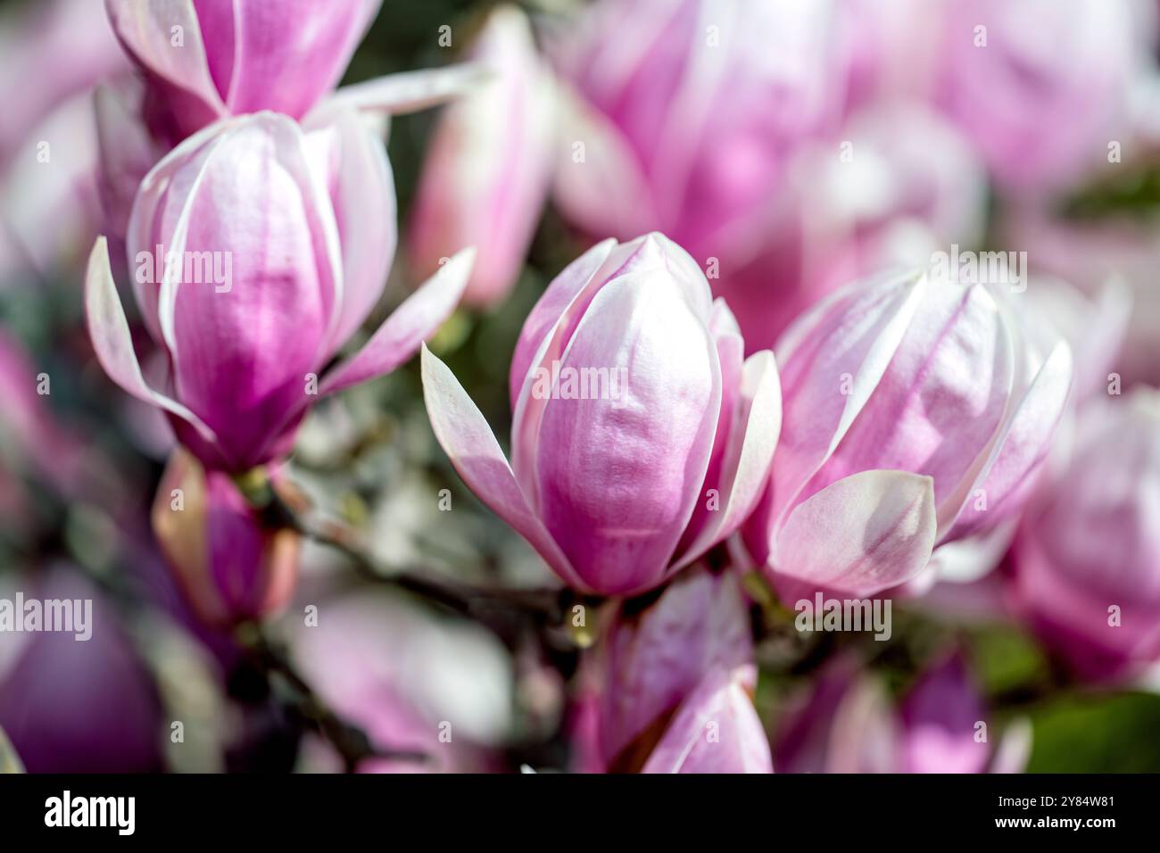 WASHINGTON DC, United States — Saucer magnolias in full bloom in the ...