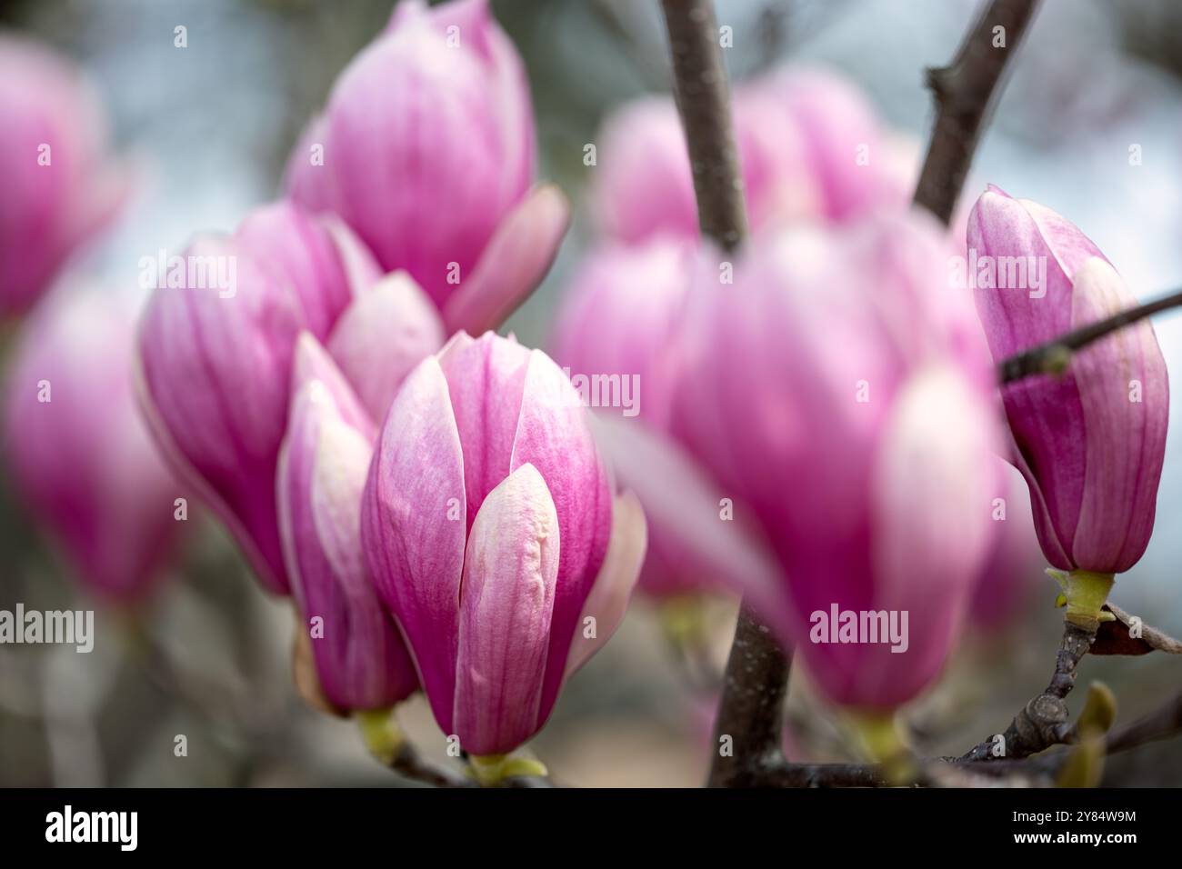 WASHINGTON DC, United States — Saucer magnolias in full bloom in the ...