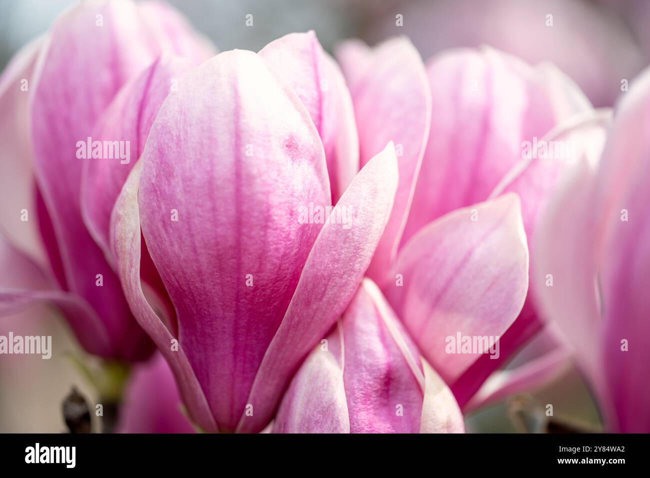 WASHINGTON DC, United States — Saucer magnolias in full bloom in the ...