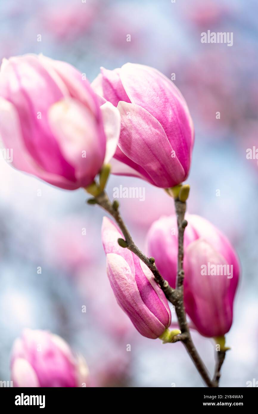 WASHINGTON DC, United States — Saucer magnolias burst into bloom in the ...