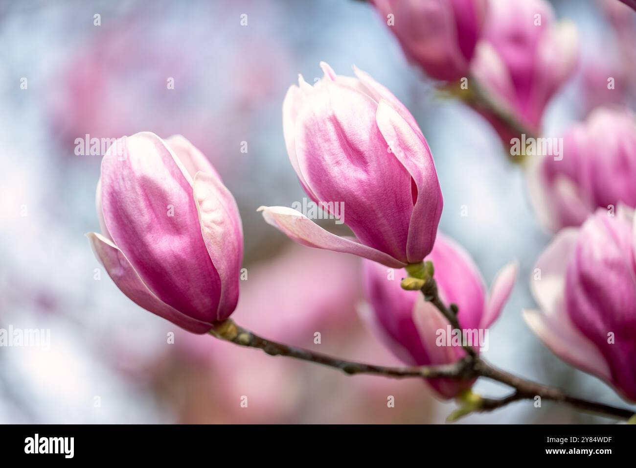 WASHINGTON DC, United States — Saucer magnolias burst into bloom in the ...
