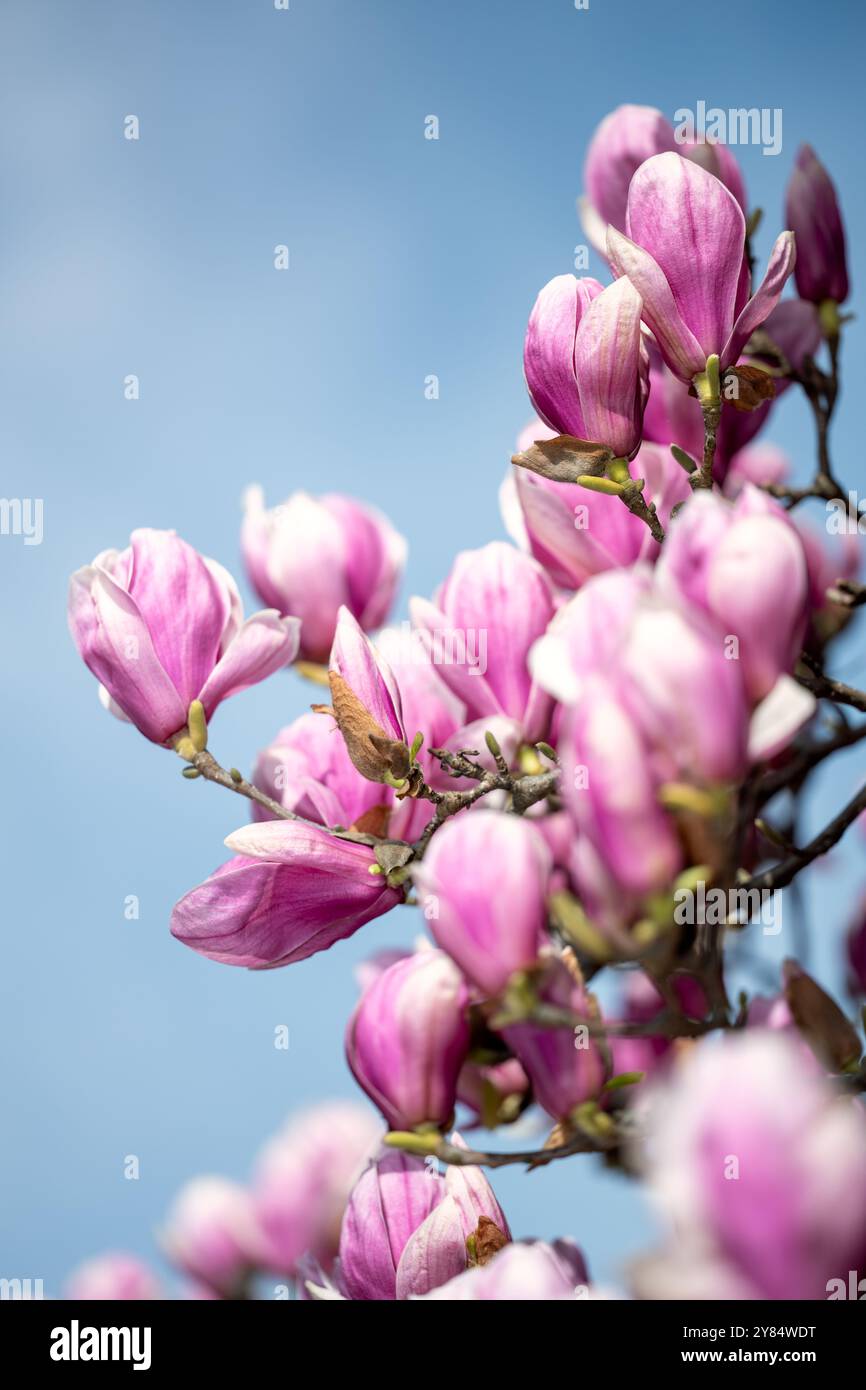WASHINGTON DC, United States — Saucer magnolias burst into bloom in the ...