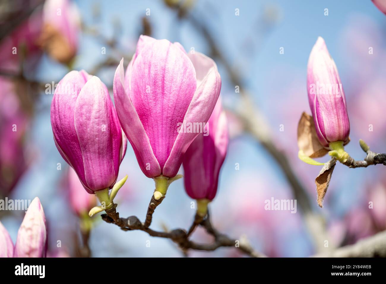 WASHINGTON DC, United States — Saucer magnolias in full bloom in the ...