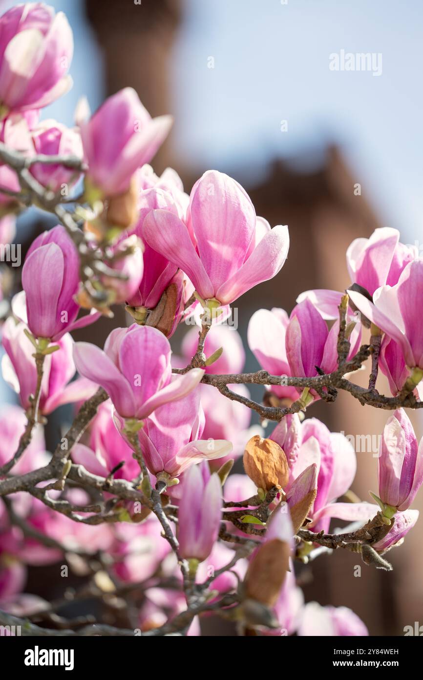 WASHINGTON DC, United States — Saucer magnolias burst into bloom in the ...