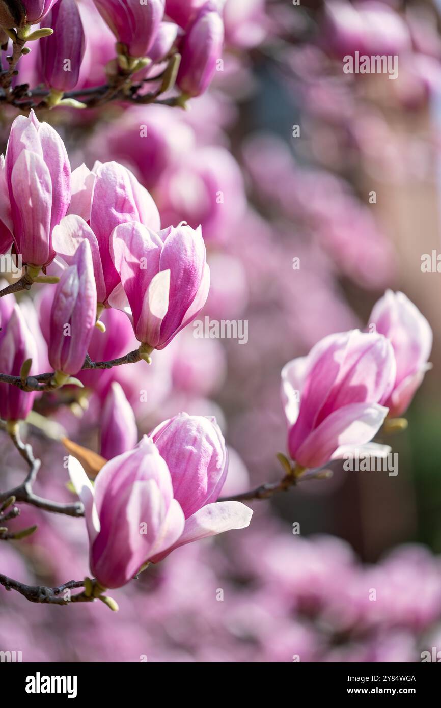 WASHINGTON DC, United States — Saucer magnolias in full bloom in the ...