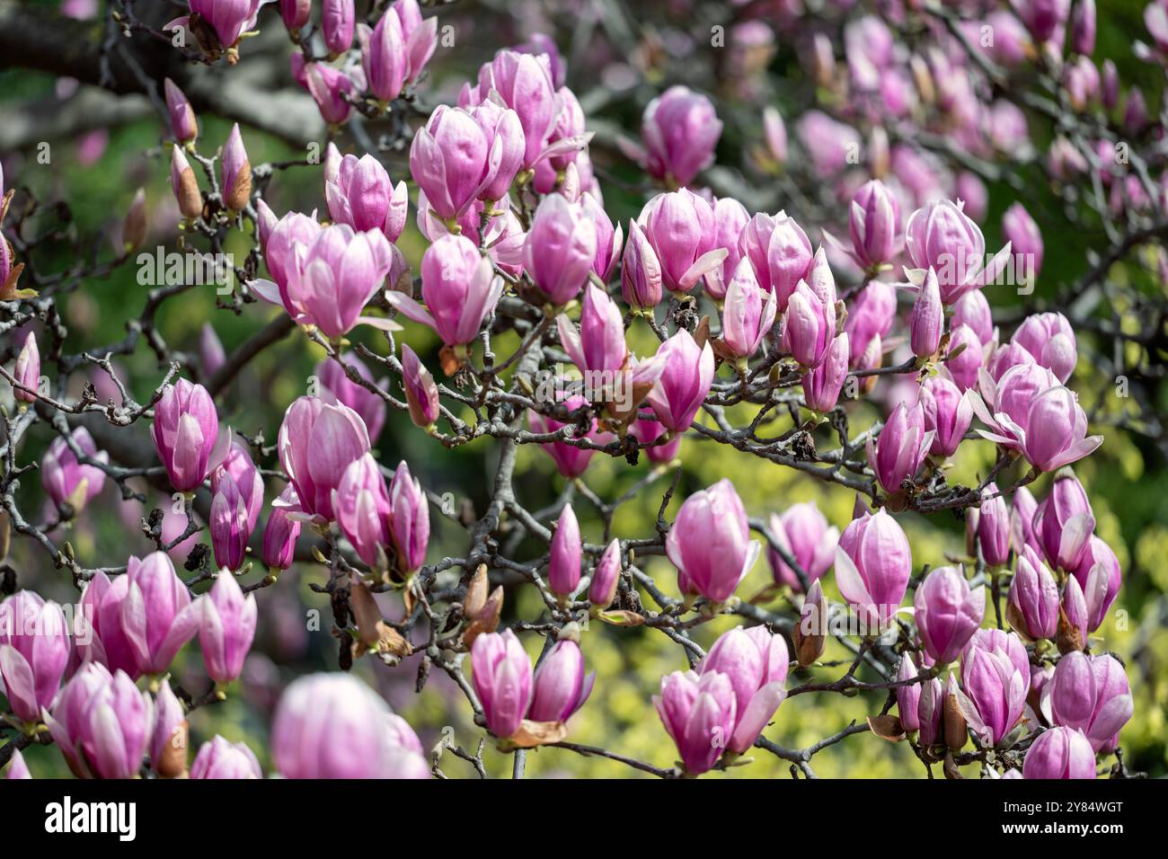 WASHINGTON DC, United States — Saucer magnolias in full bloom in the ...