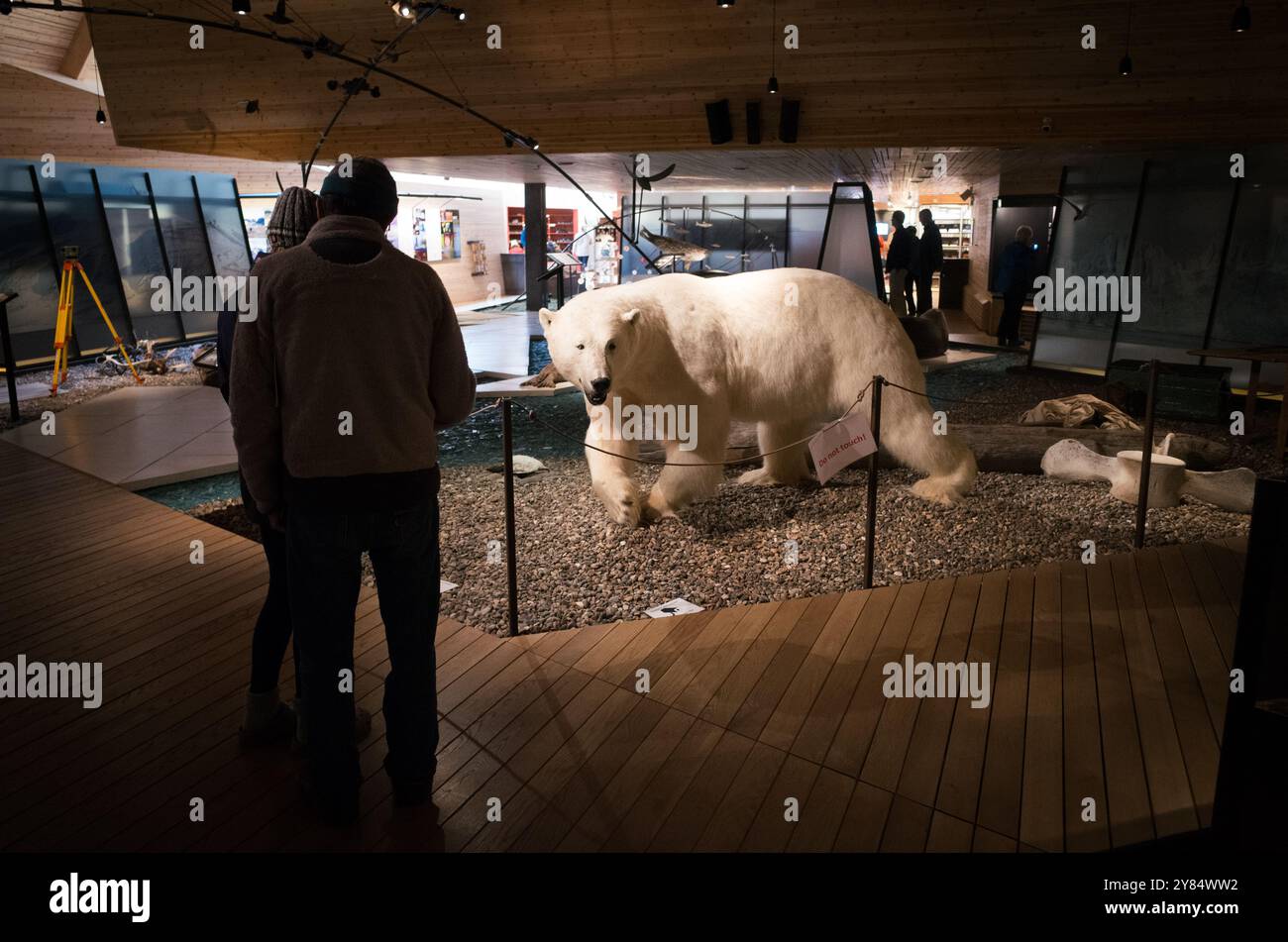 A life-sized polar bear on display at the Svalbard Museum. The Svalbard Museum in Longyearbyen ...