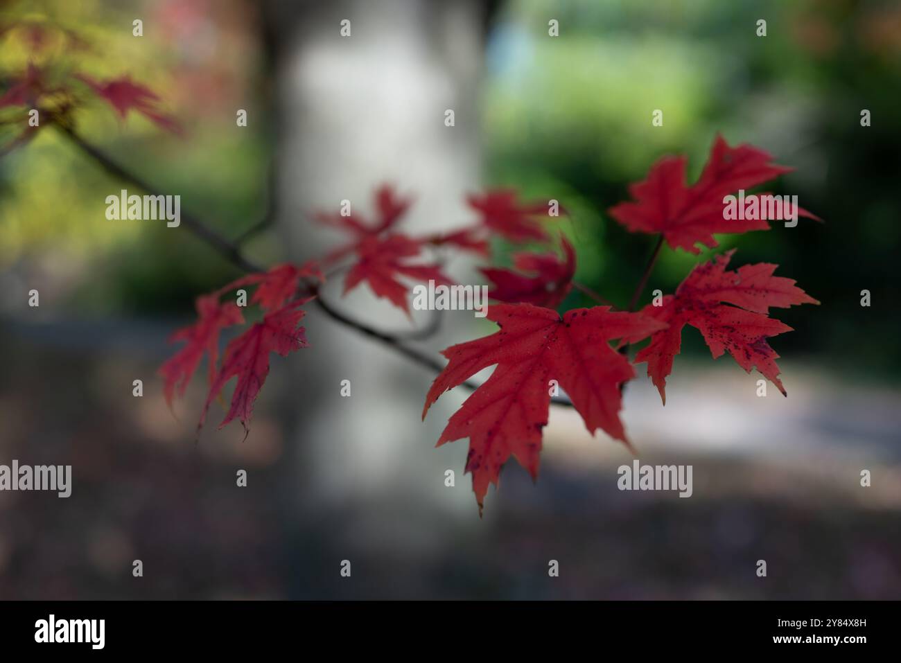 EAST COAST, United States — Red Japanese maple (Acer palmatum) leaves ...