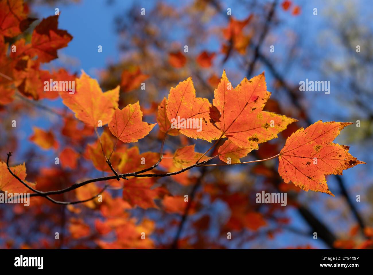 Lobed leaf displays hi-res stock photography and images - Alamy