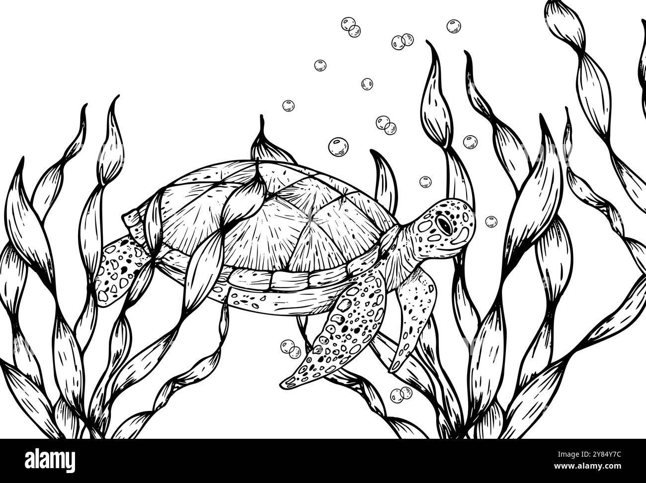 Vector sea turtle and algae. Hand painted line seaweed, laminaria sketch. Graphic tropical clip ...
