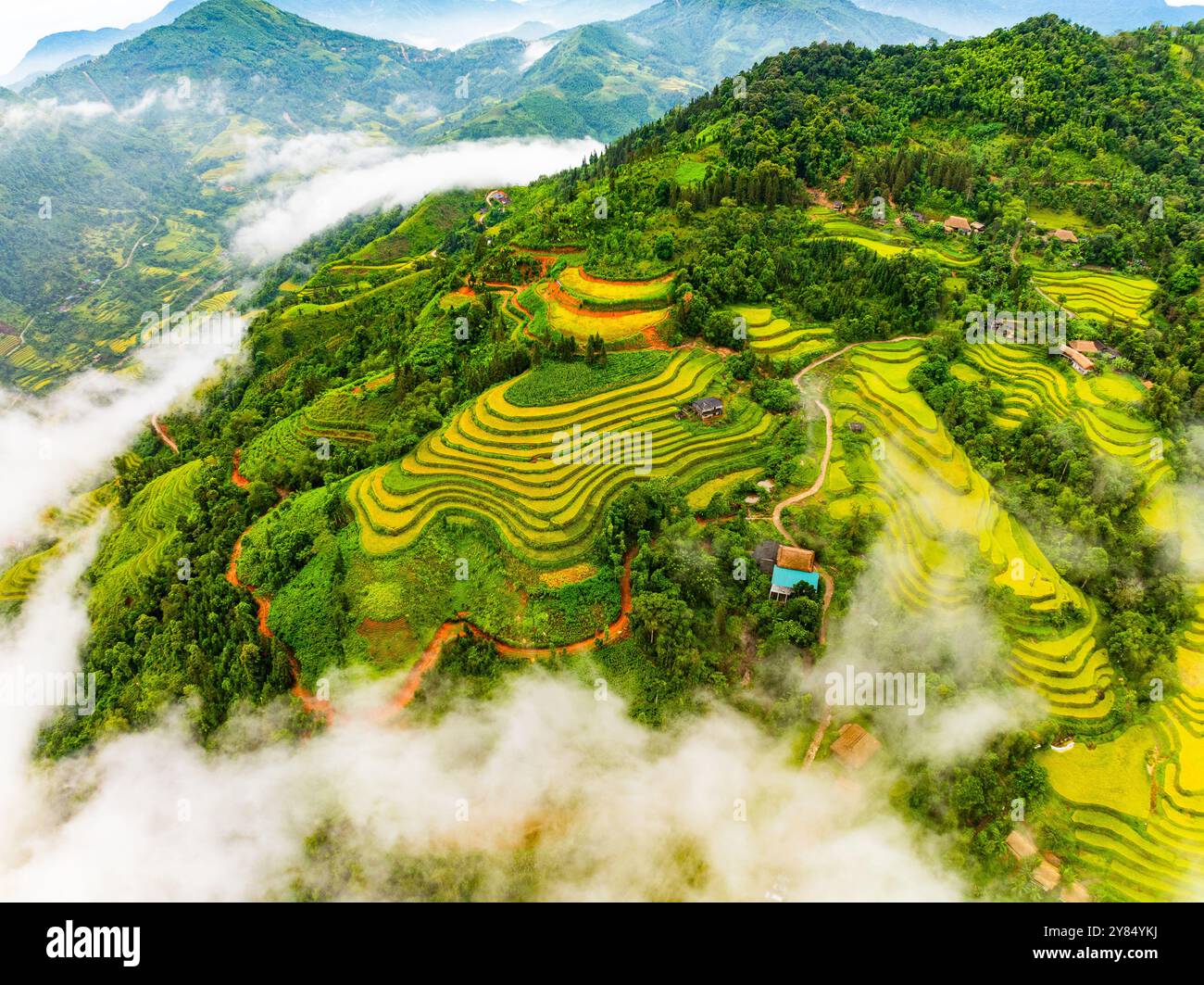 Drone aerial view of rice terrace field in harvest season,Green ...