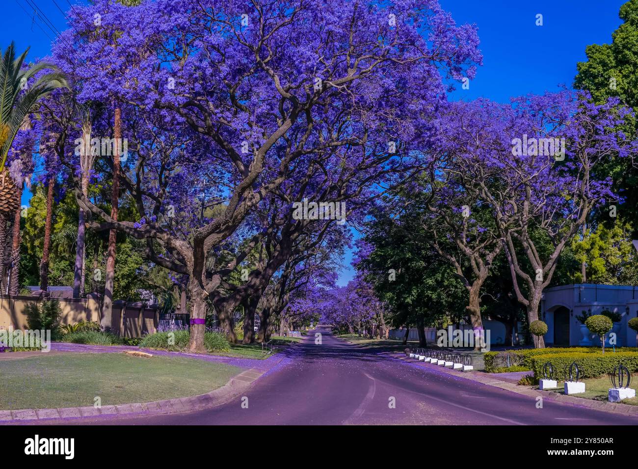 Jacaranda trees in full bloom lined in a pretoria street Stock Photo ...