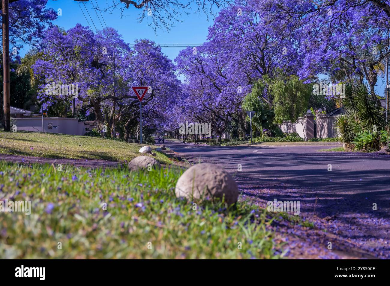 Jacaranda trees in full bloom lined in a pretoria street Stock Photo - Alamy
