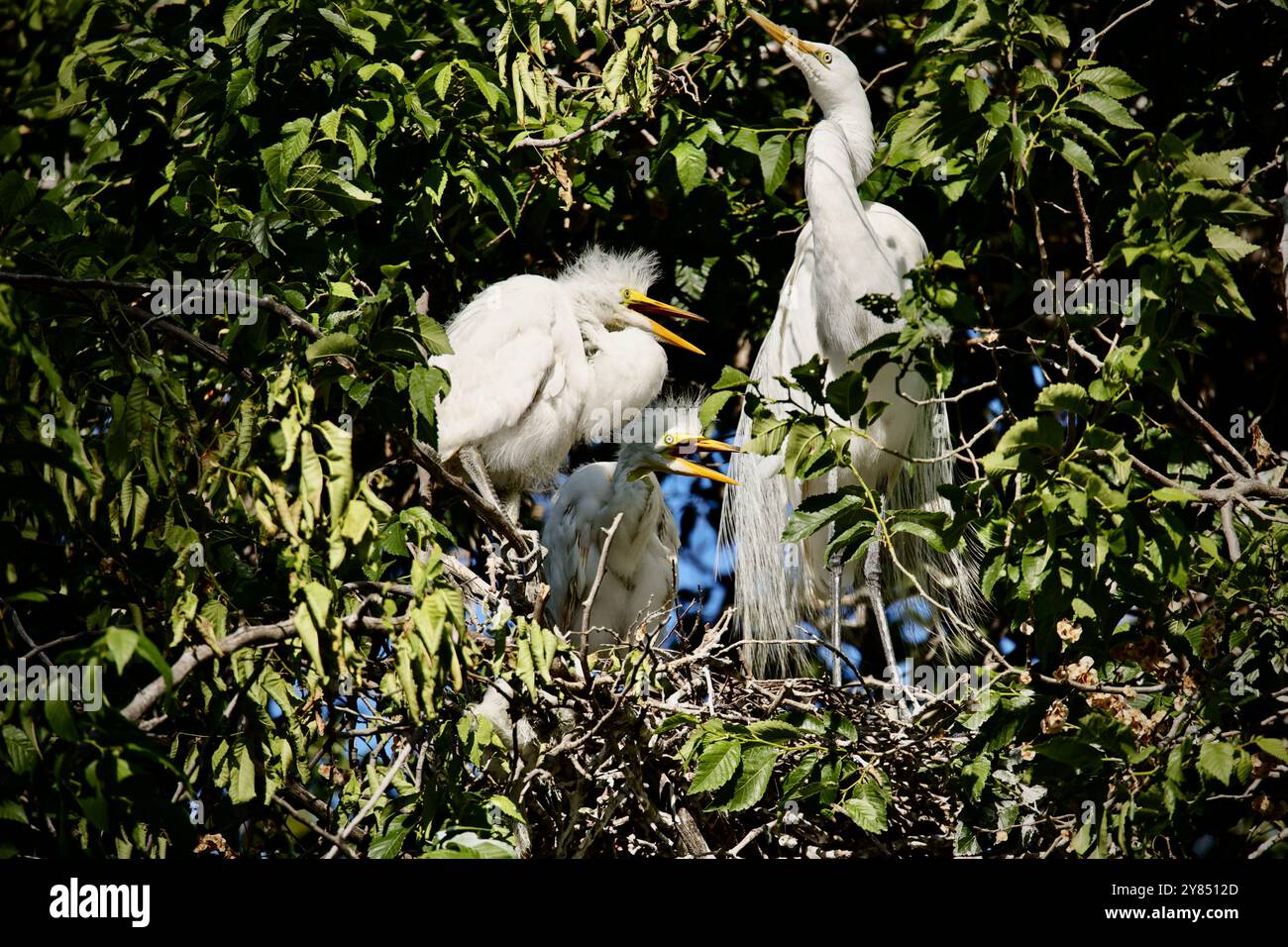 Great Egret nestlings, nearing fledging, with their parent at their ...