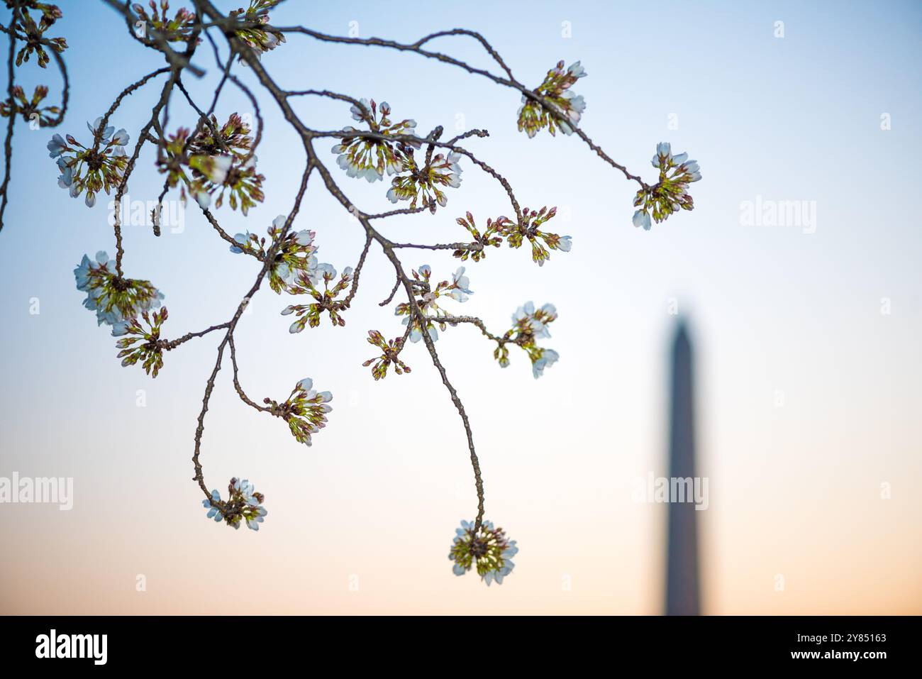 WASHINGTON DC, United States — Flowering cherry blossoms frame the ...