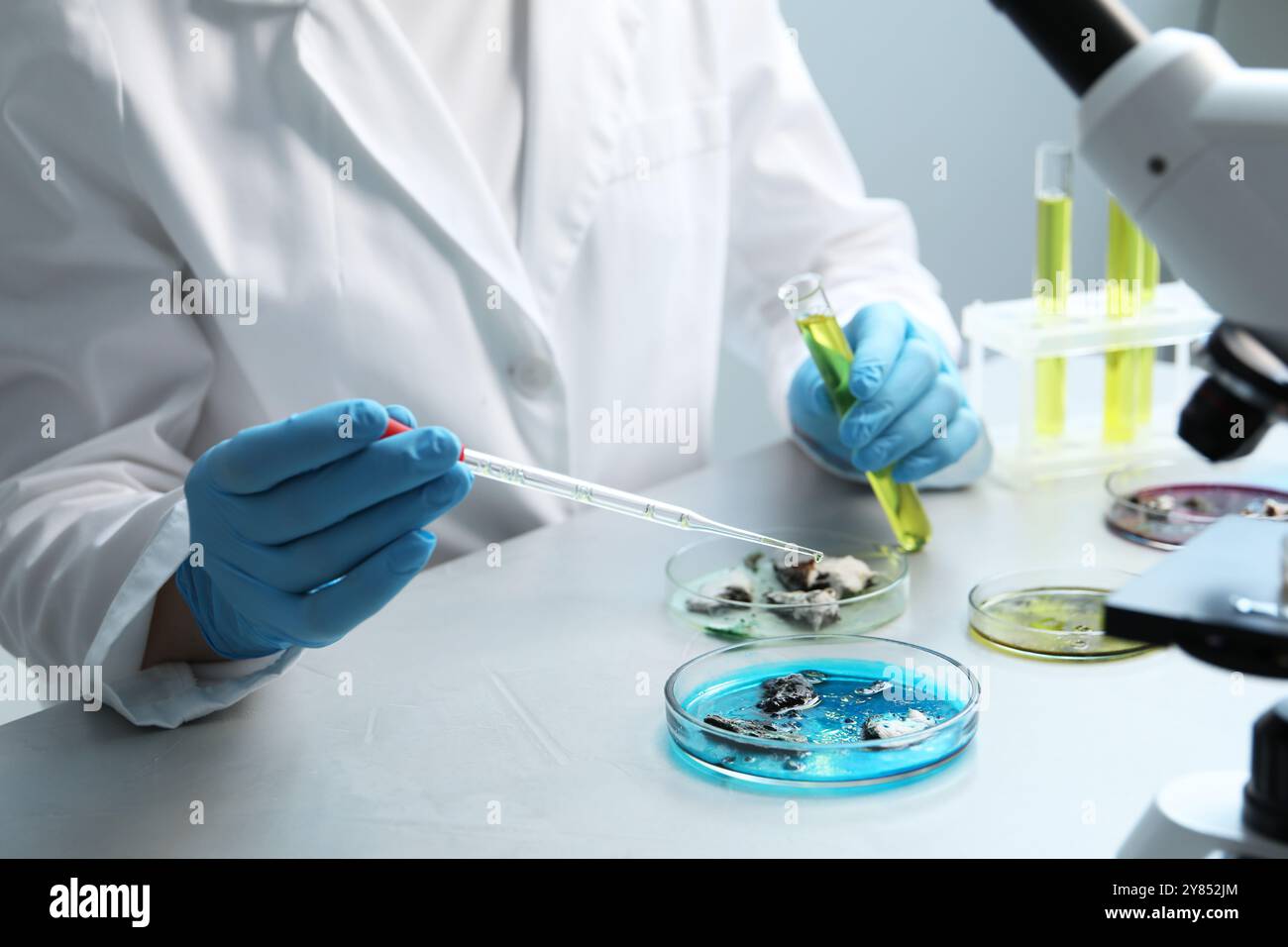 Laboratory worker taking sample with pipette from petri dish at light ...