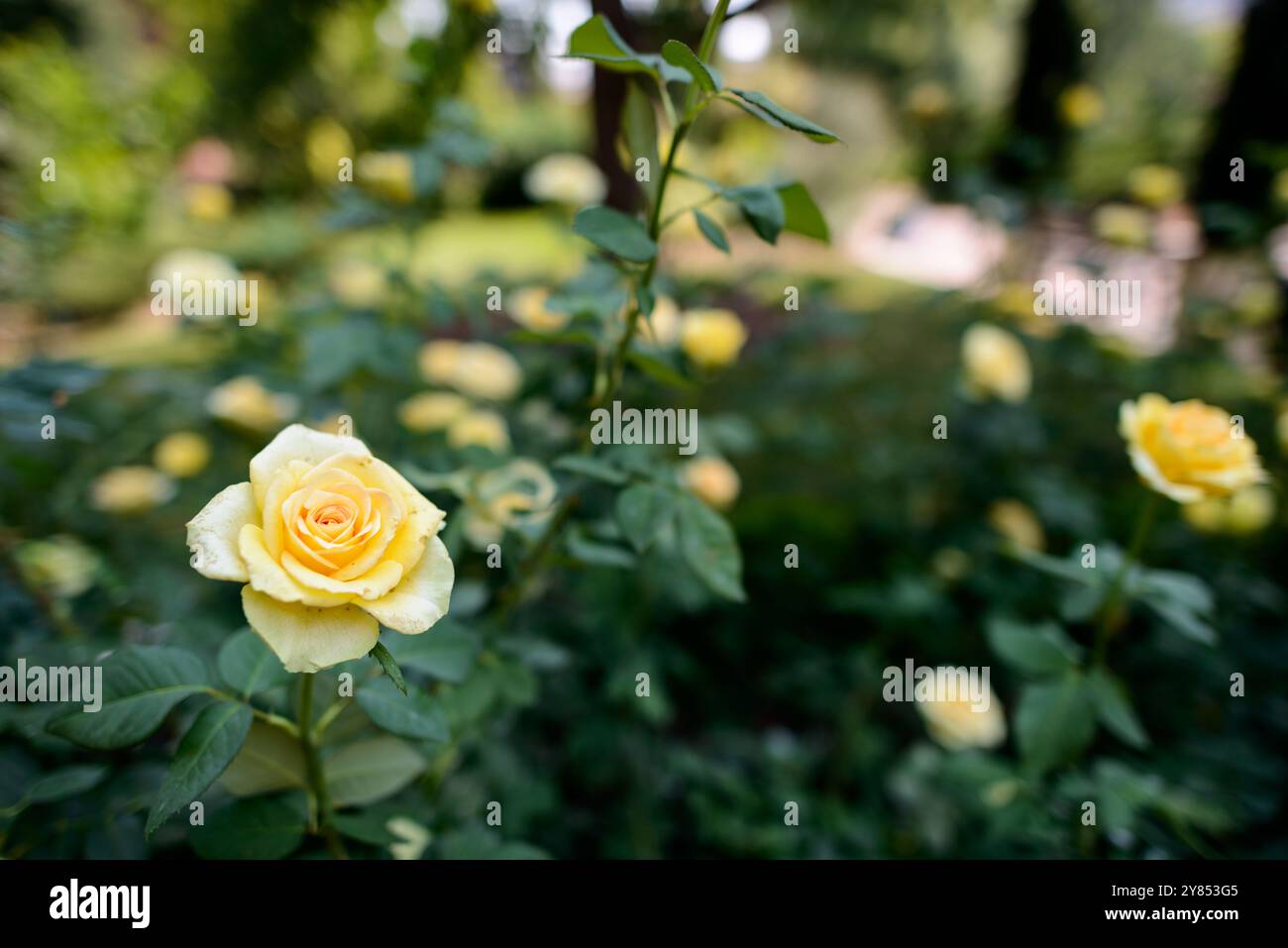 WASHINGTON, D.C. — Yellow roses bloom in the Folger Rose Garden at the ...