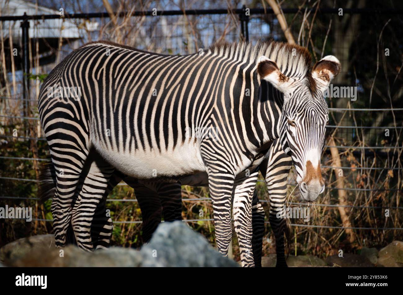 Smithsonian's national zoological park hi-res stock photography and ...