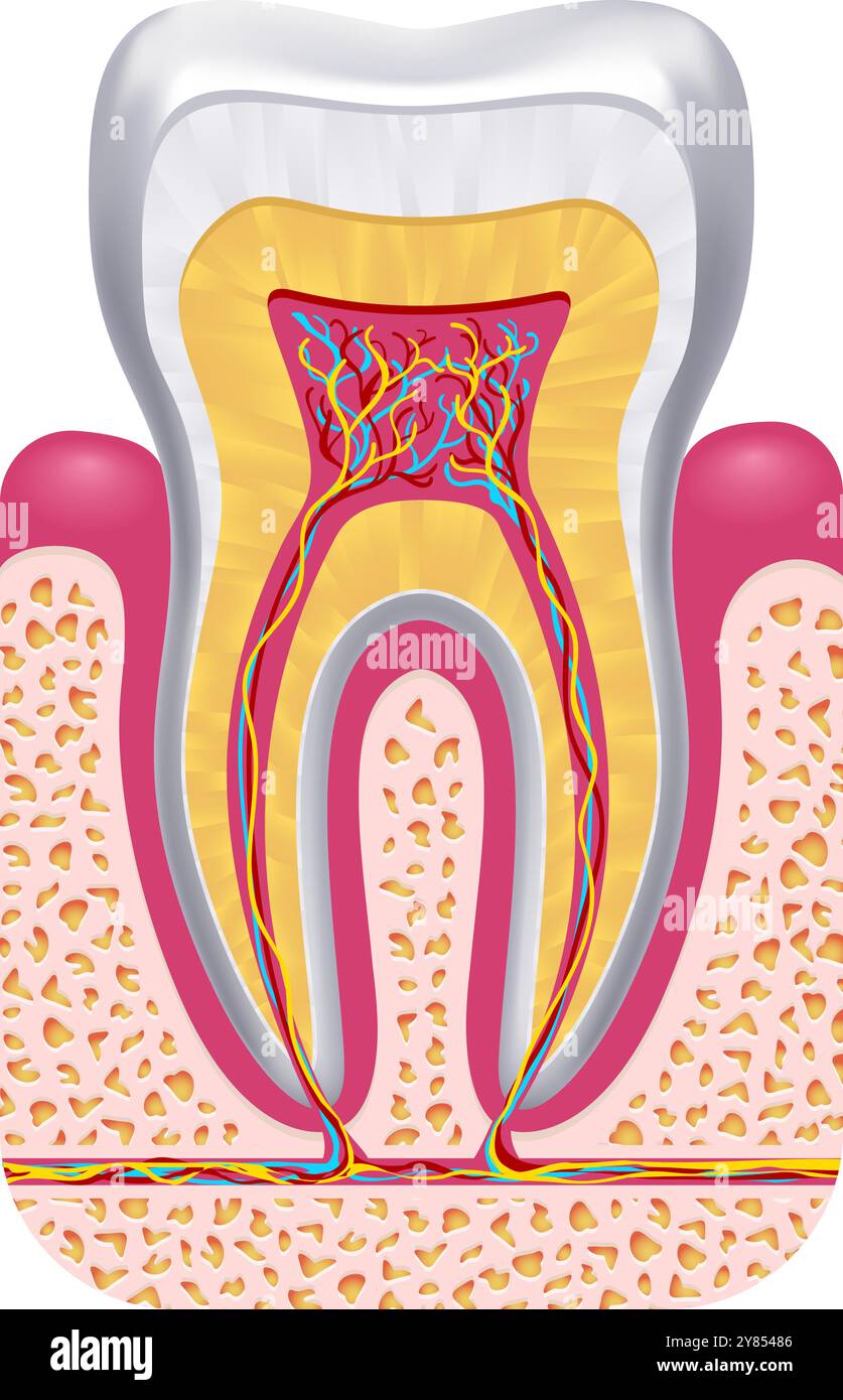 Tooth anatomy. Dental structure. Educational medical illustration Stock ...