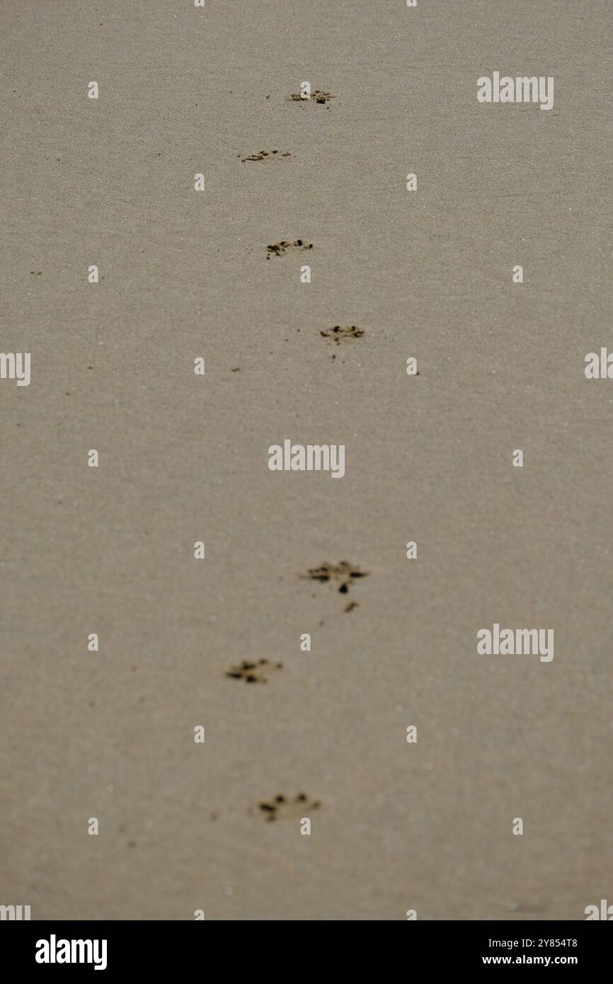 Dog paw prints / footsteps in the sand on a beach Stock Photo - Alamy
