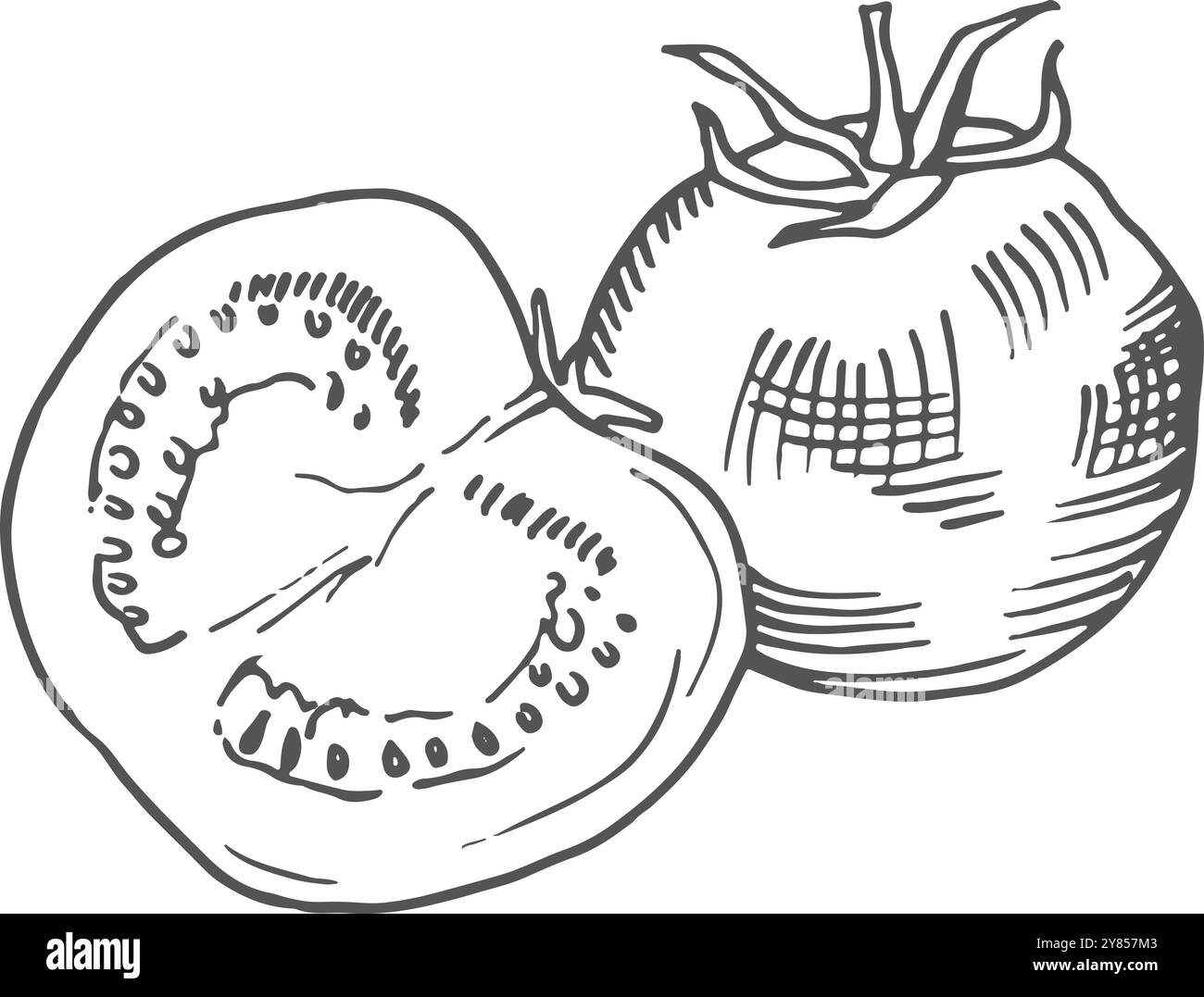 Tomato doodle. Organic ripe vegetable sketch drawing Stock Vector Image ...