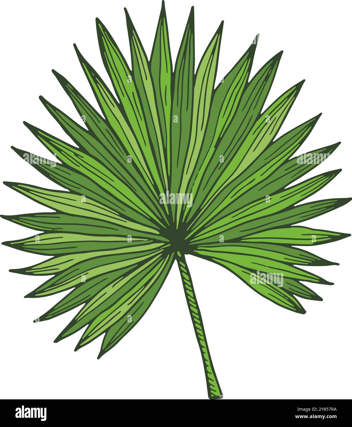 Green fan palm branch. Exotic plant drawing Stock Vector Image & Art ...
