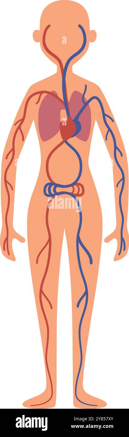 Blood circulation system illustration. Female body anatomy Stock Vector ...