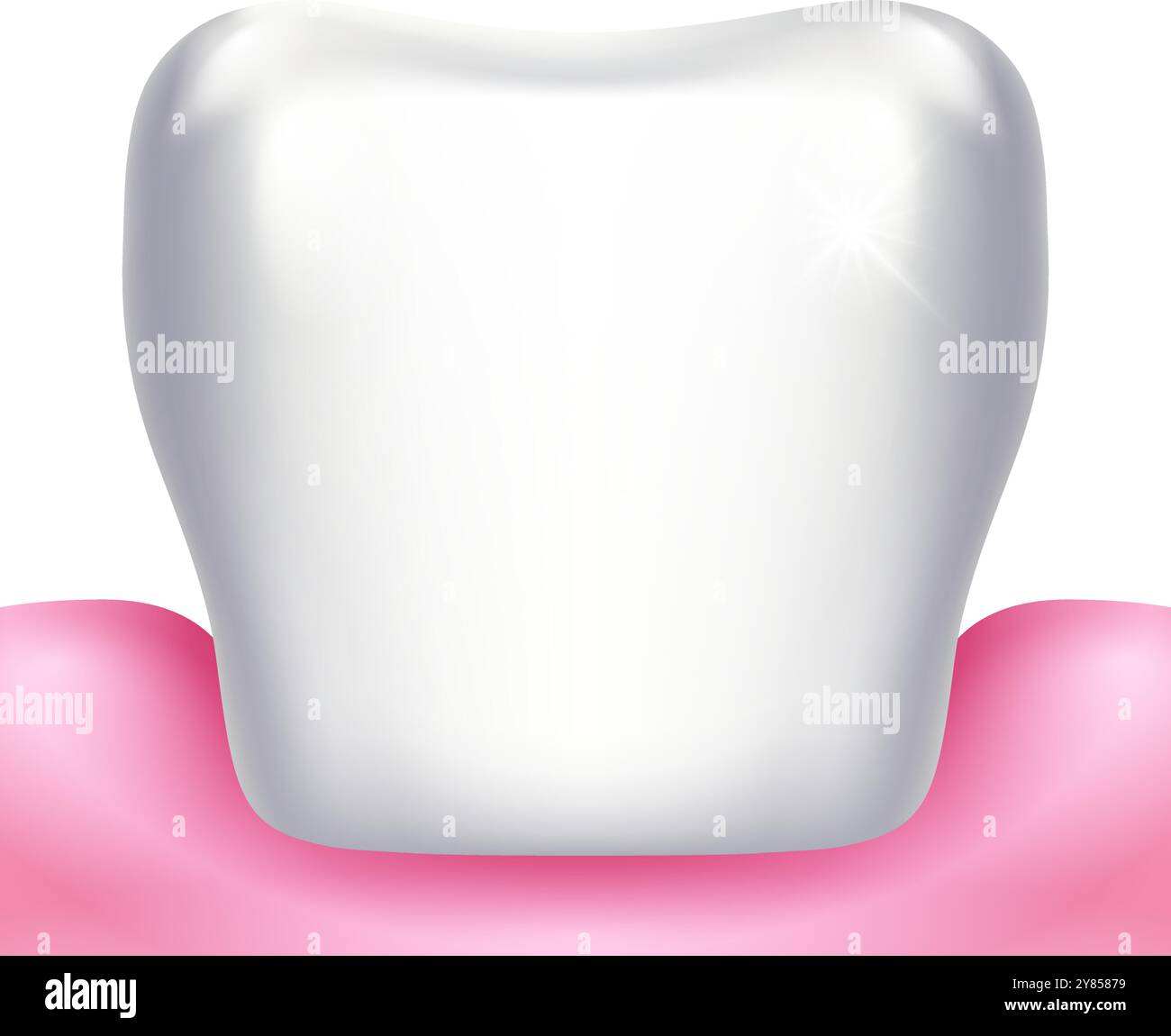 Tooth in healthy gums. Oral care. Dentistry illustration Stock Vector ...