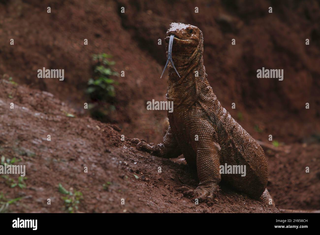 A salvator lizard was crawling on the ground while looking around Stock ...