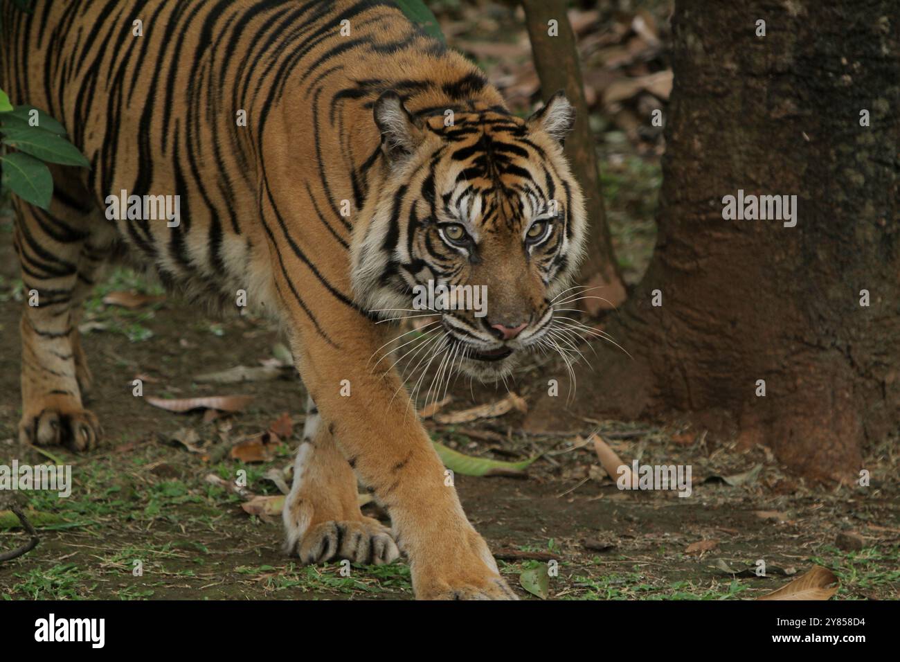 A Sumatran tiger walks around observing the surroundings Stock Photo ...