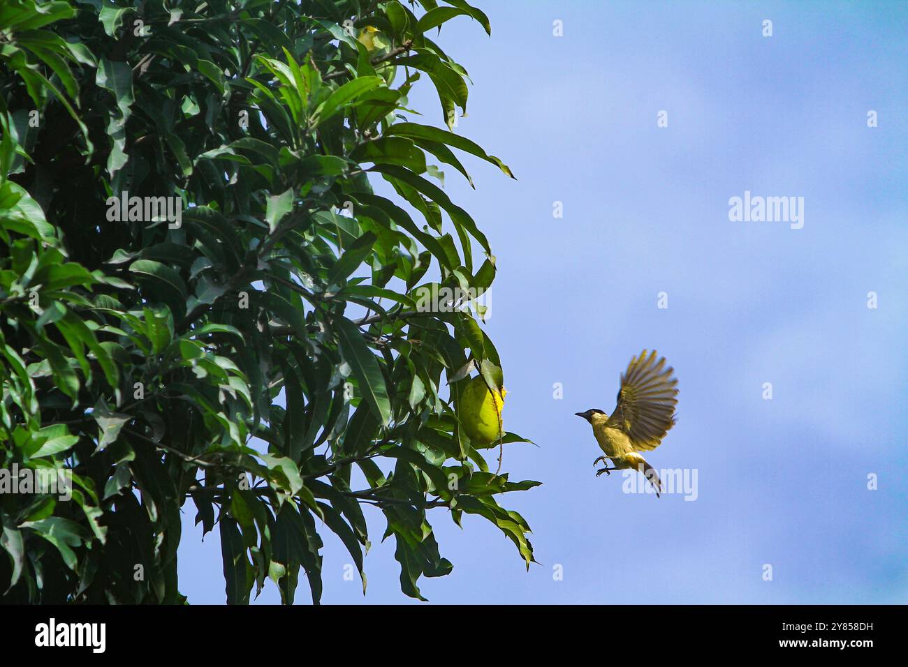 Bird on mango tree hi-res stock photography and images - Alamy