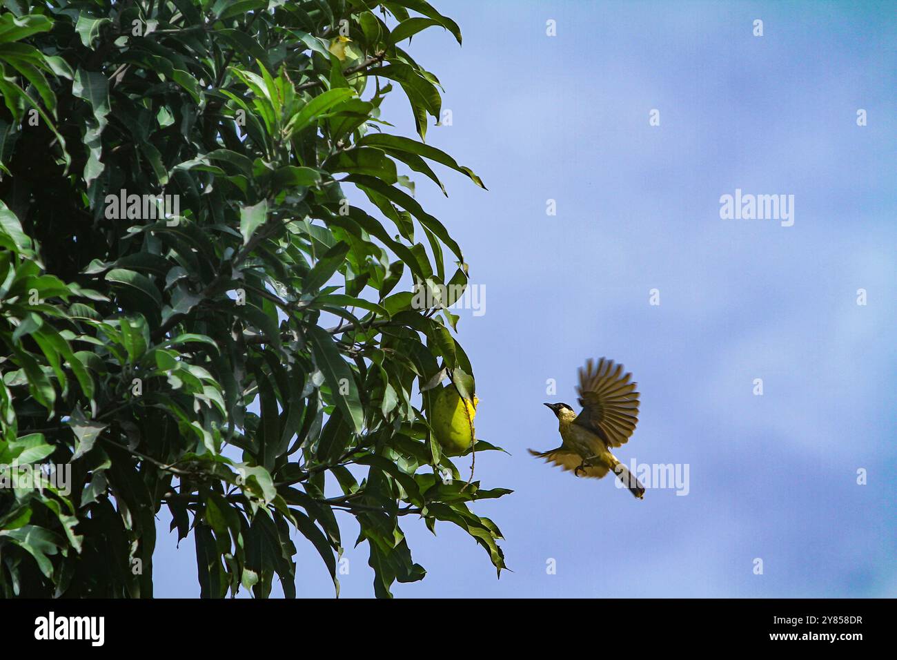 Bird on mango tree hi-res stock photography and images - Alamy