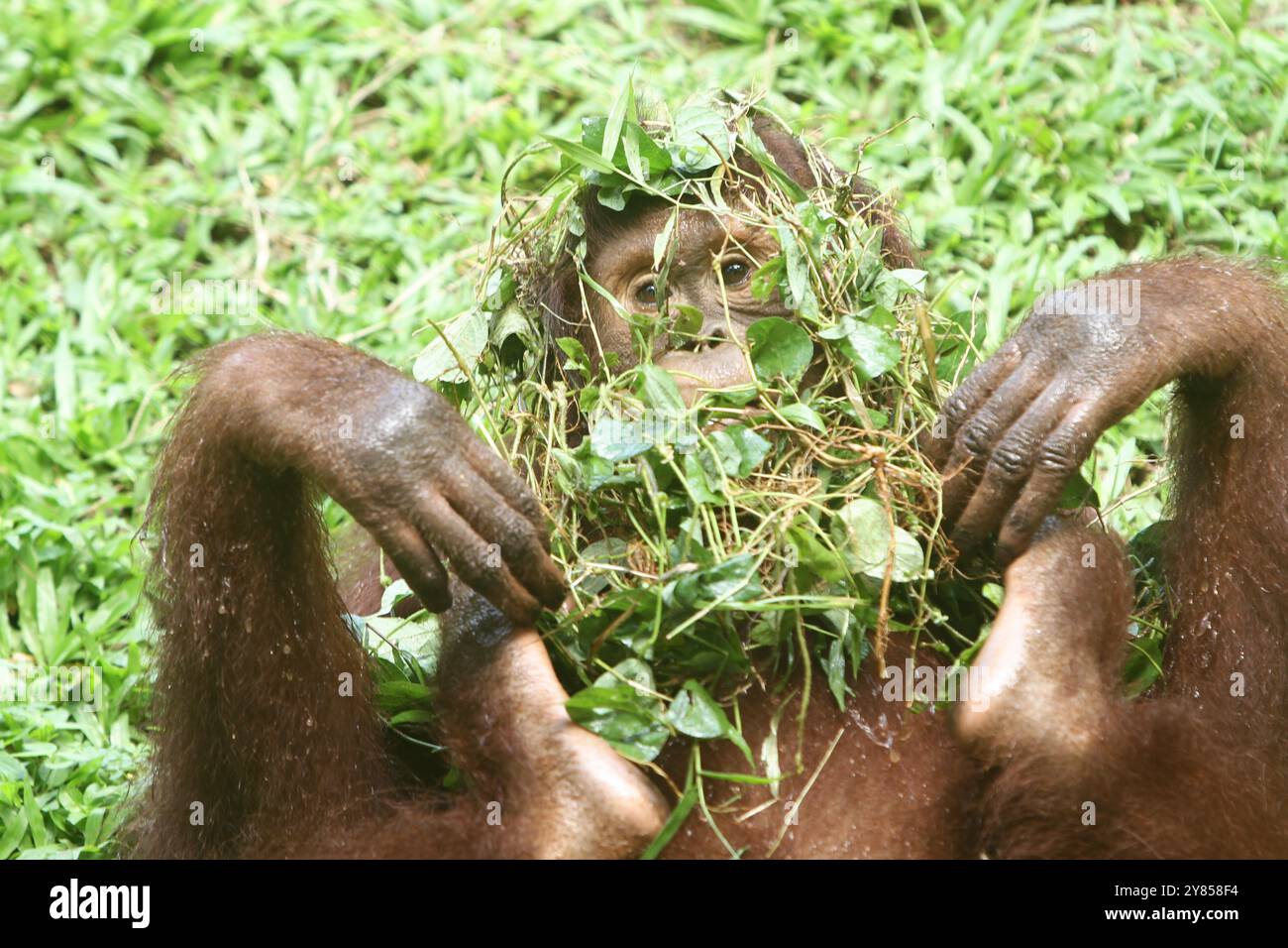 a small orangutan covers its face with a piece of bush in the field ...