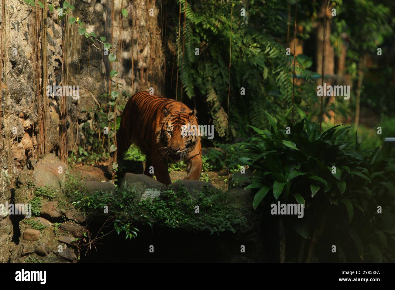 A Sumatran tiger walks around observing the surroundings Stock Photo ...